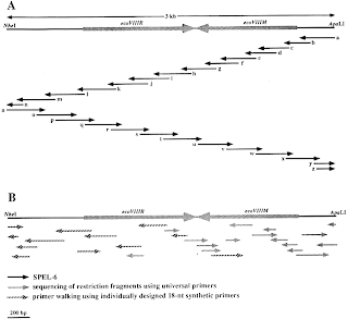 peoriacountypolitics: Gene Assembly: DNA Sequencing of Gene-Sized ...